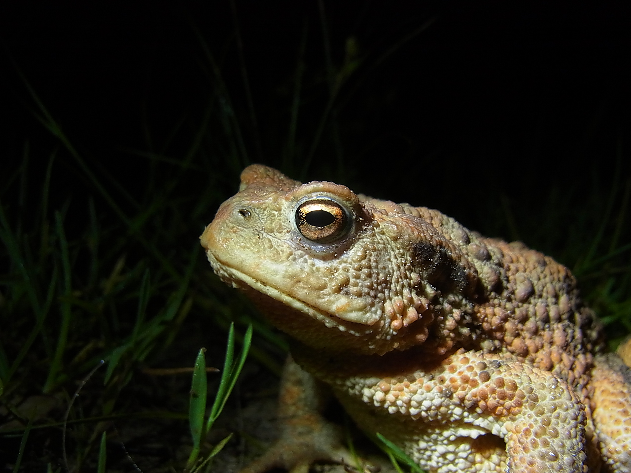 quatre saisons: crapaud