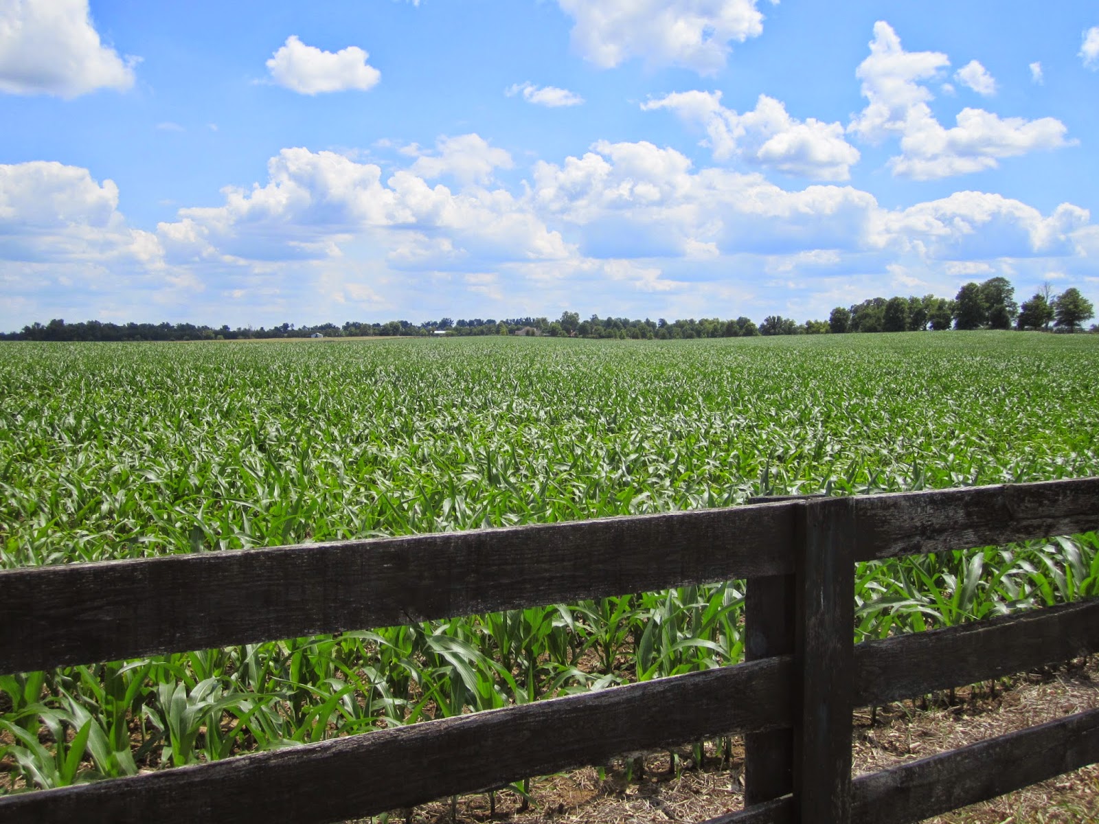Grain Crops Update: Kentucky Corn and Soybean Contest Forms Available