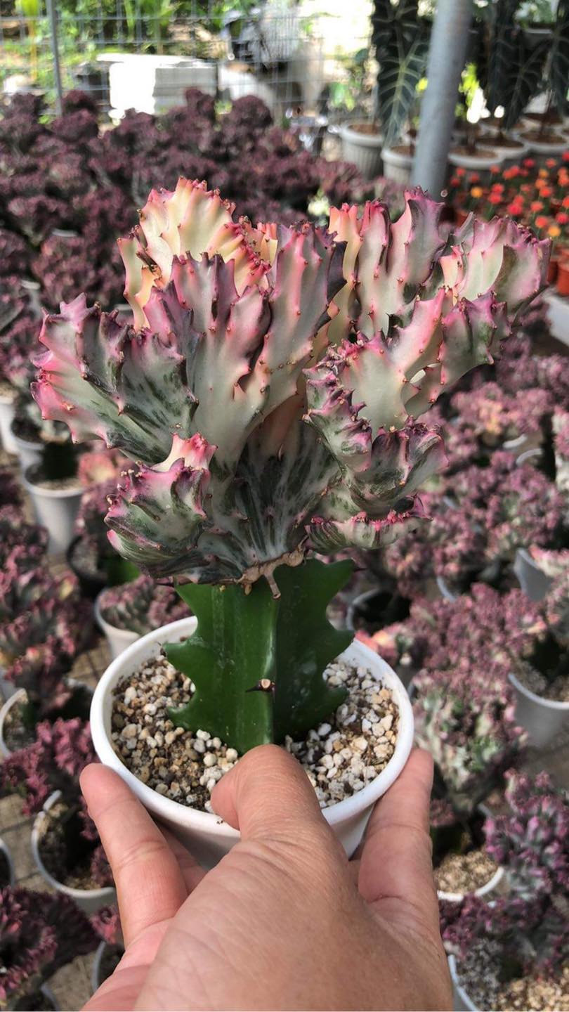 Succulents Cebu and Cactus Collection- Cassiel's Succulent World: Rare ...