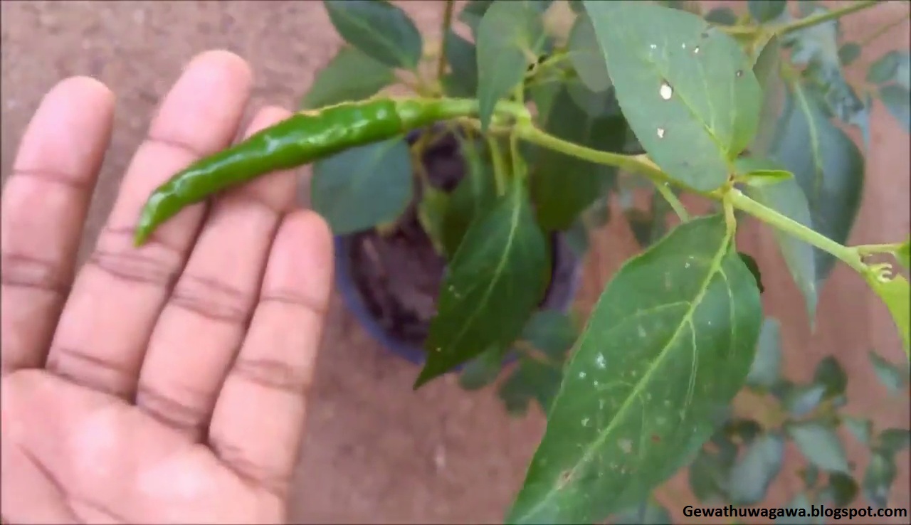 Organic Chilli Cultivation