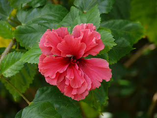 Shoe Flower (Jasood)(Hibiscus Flower)
