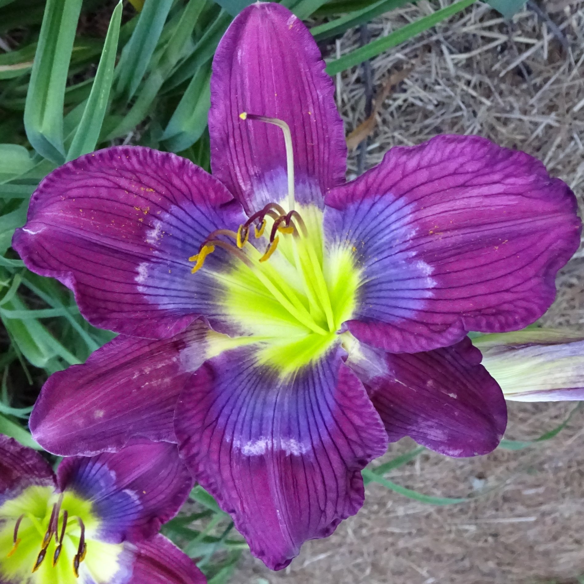 Lewis Daylily Garden: An interview with our friend, Ron Reimer