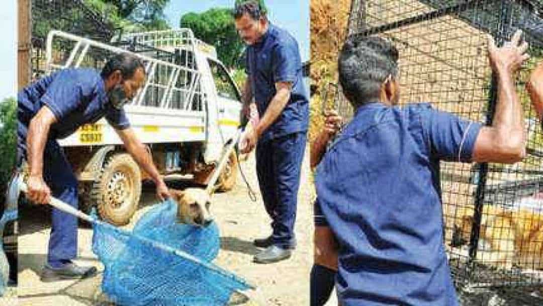 Laws and Rights of Stray Dogs and their Feeders according to the ...