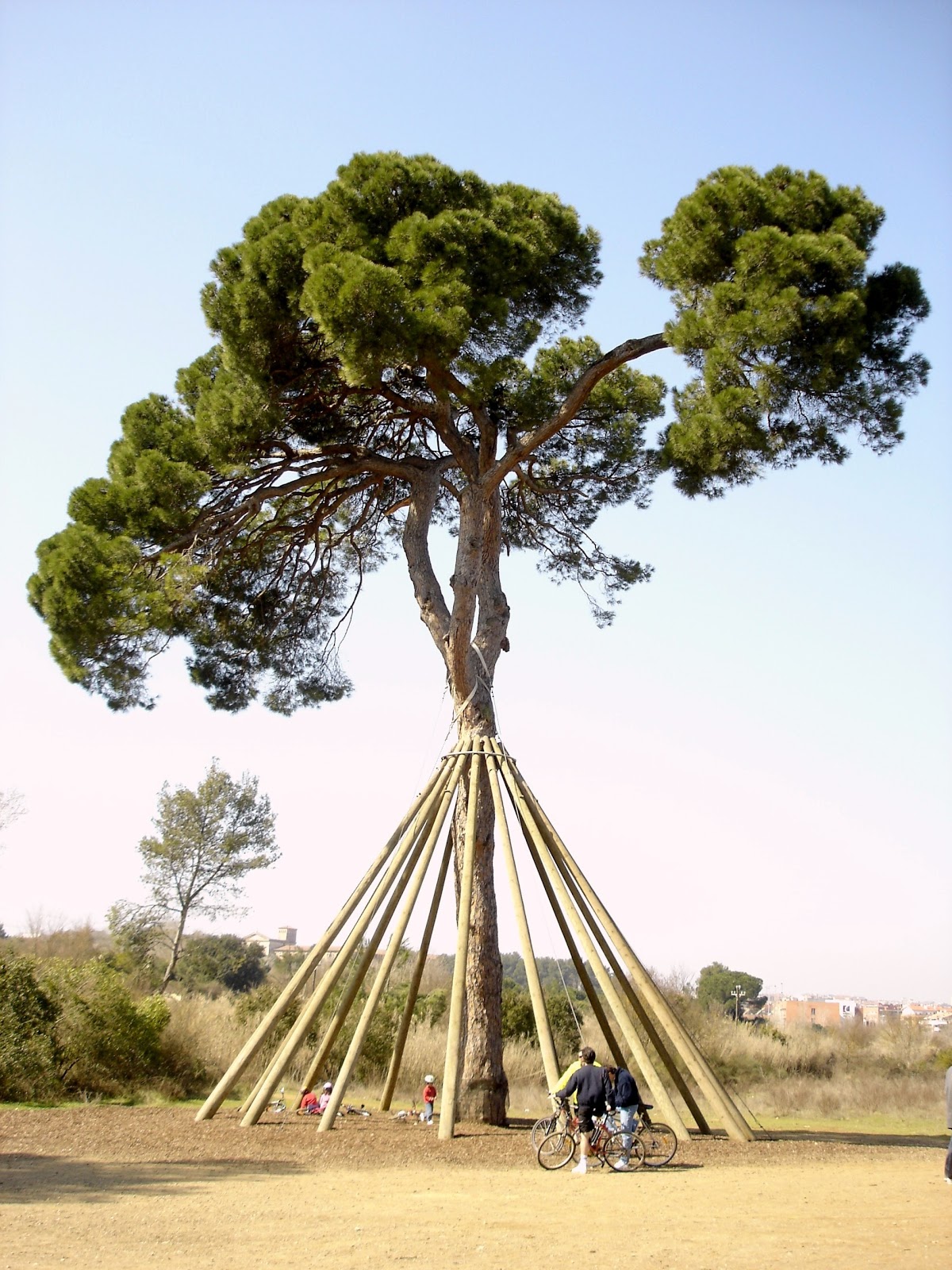 Árboles con alma: Pino piñonero. Pi pinyer. (Pinus pinea)