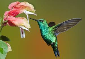 burung kolibri atau burung madu