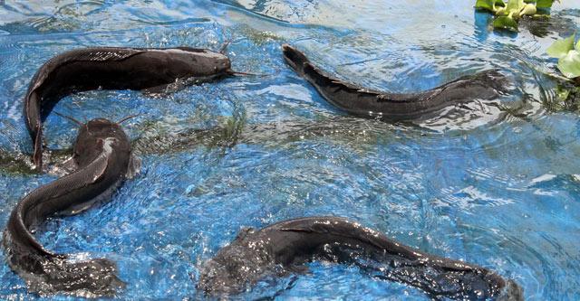 Lele Cianjur: Ternak Lele Phyton