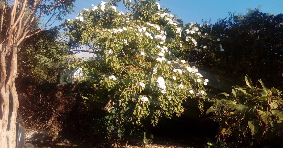creando: LAS RAíCES DEL CAZAHUATE