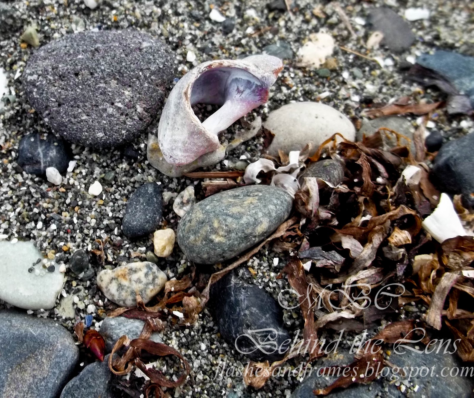 mbc photography: Sea Shells By The Bay Shore...