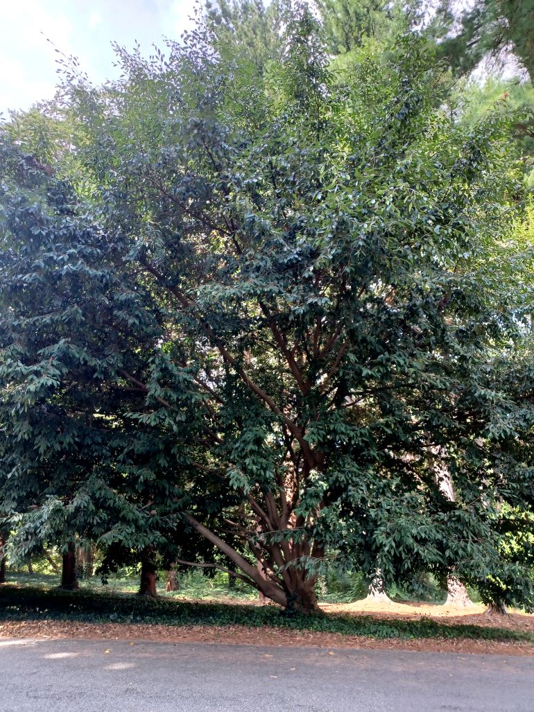 Future Plants by Randy Stewart: Chinese Fig Hazel