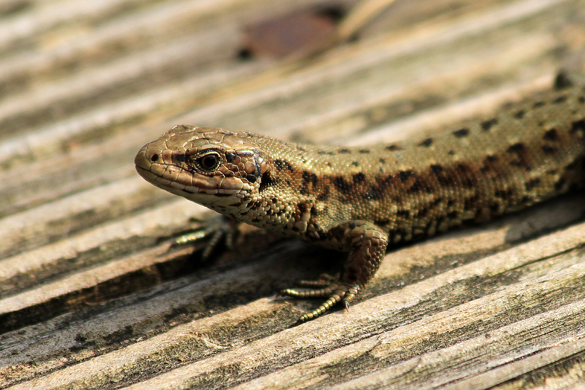 Vers le vent: Lézard