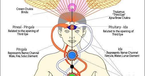 B4. The Tantric Model - CHAKRAS