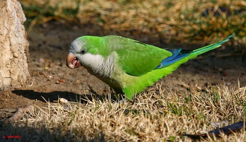 Aves de Aragón : Cotorra argentina