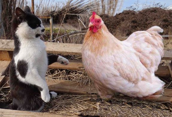 J.B. Chicoine—Novelist & Practicing Writer: Cats vs Chickens