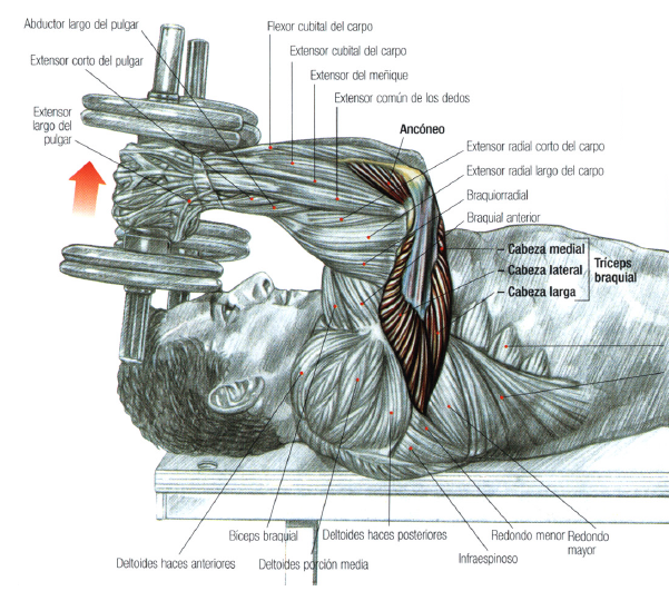 Extension de los brazos en posicion tendida con mancuernas
