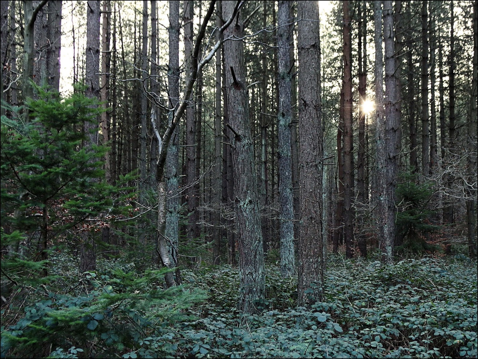 "By Stargoose And Hanglands": Santon Downham