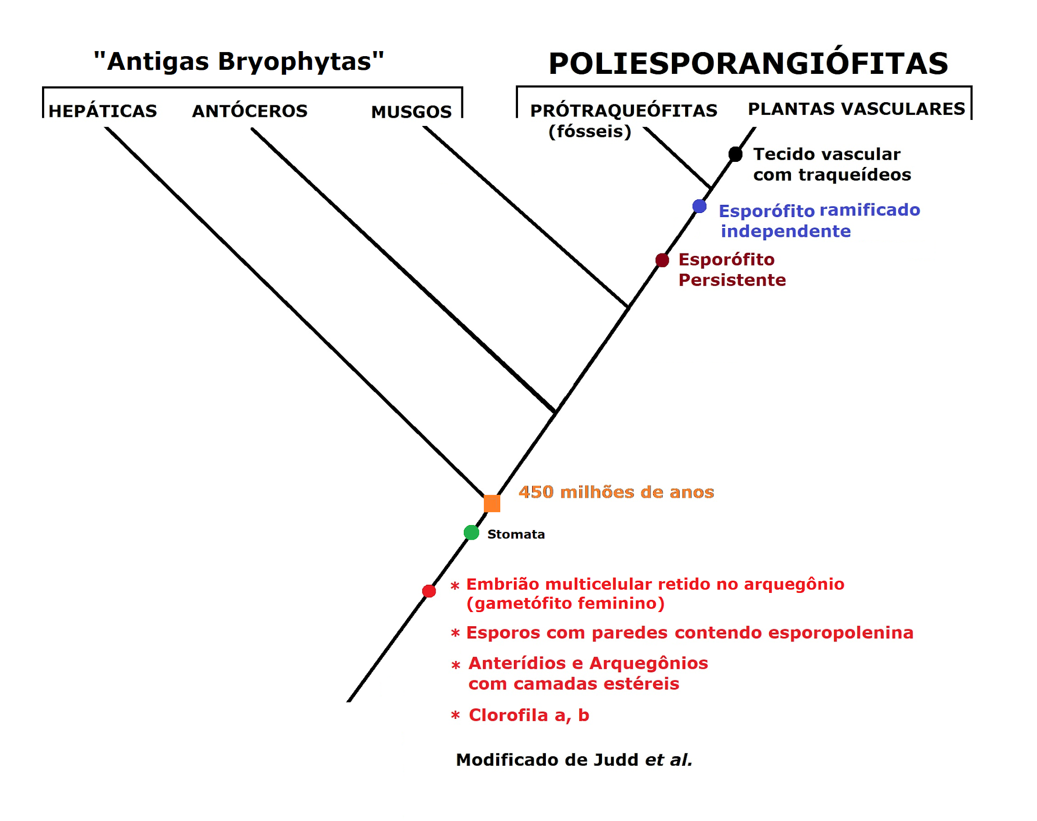 BIOLOGIA PARA A VIDA : METAFITA: RELAÇÕES FILOGENÉTICAS