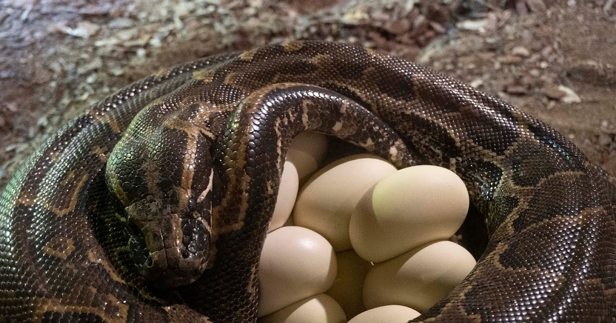 Impresionante puesta de huevos “en directo” de la Pitón de Seba en ...