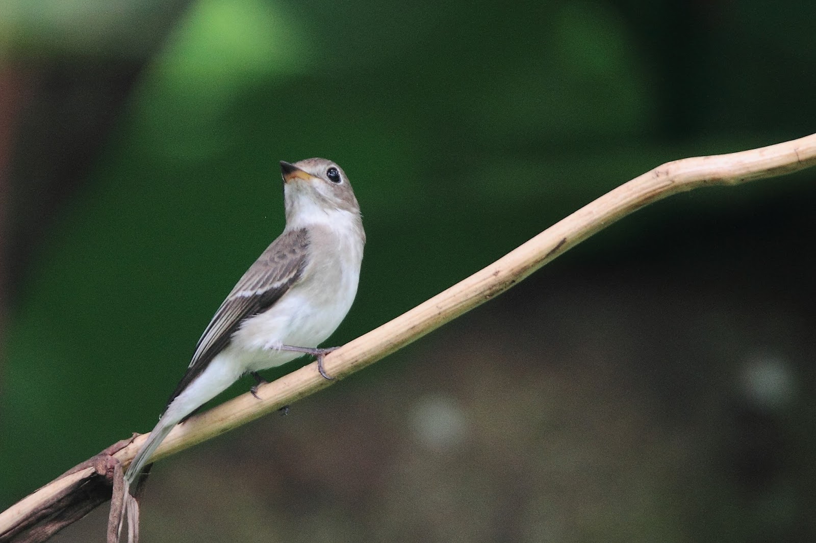 Mike is the name Birding is the game ( Birding in Malaysia - Malaysian ...