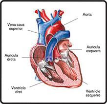 Somos de 6º!: Com funciona el nostre cor?