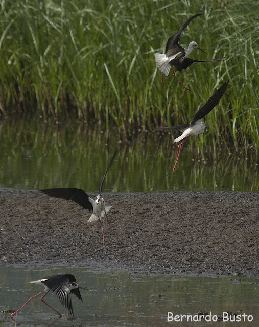 RÍA DE LA VILLA: Trifulca