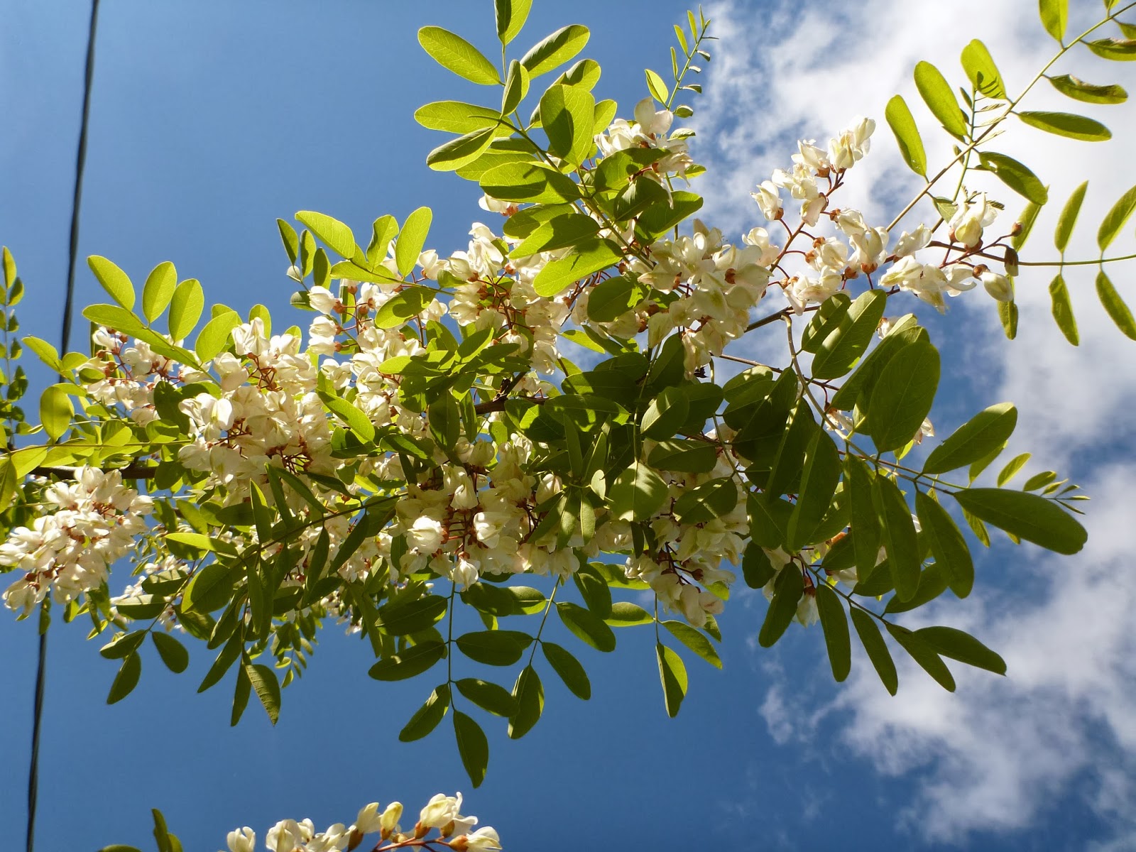TravelMarx: Piemonte Spring 2013 and Robinia pseudoacacia