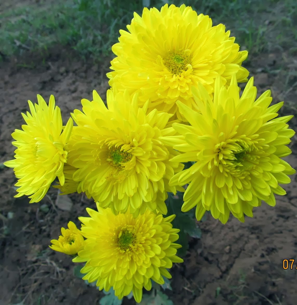 NATURAL & UNIQUE PHOTOGRAPHY: CHRYSANTHEMUM ( GULDAUDI ) FLOWER