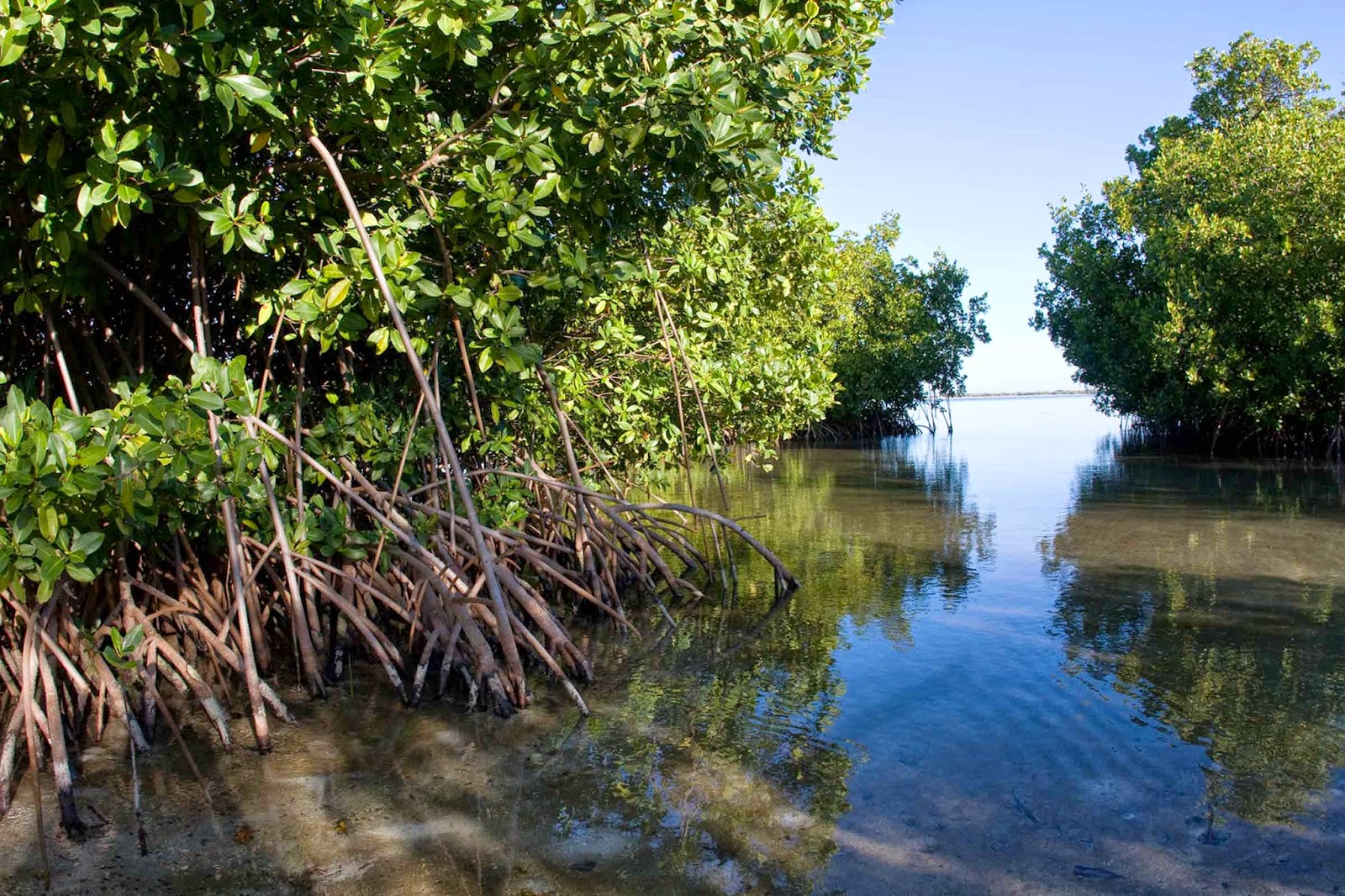 Sambiroto Tayu Pati: HUTAN BAKAU (MANGROVE)