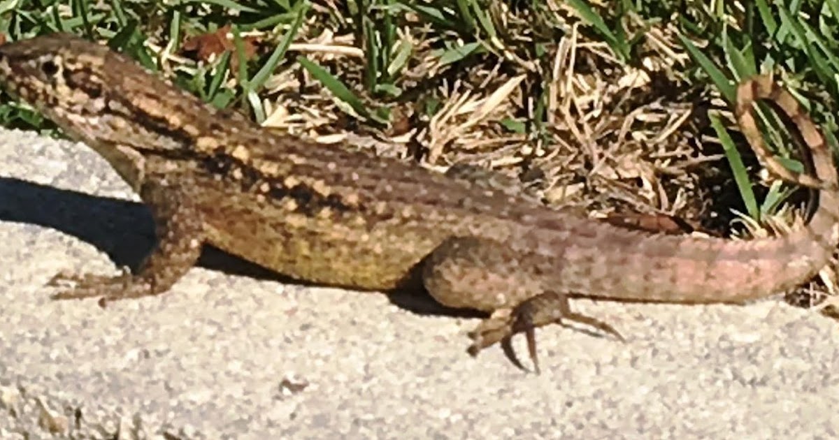 Liberal England: Iranian commander who said the West deployed lizards ...