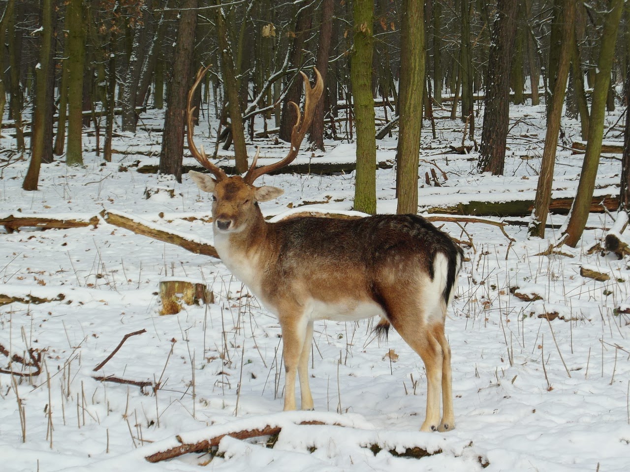 Restore Saint Paul What Do Animals Do In The Winter Oh Deer restore-saint-paul-what-do-animals-do-in-the-winter-oh-deer