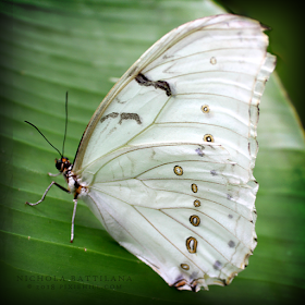 Pixie Hill: Butterflies, Specimens and Inspiration