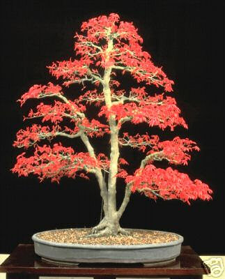 How to make a bonsai tree?