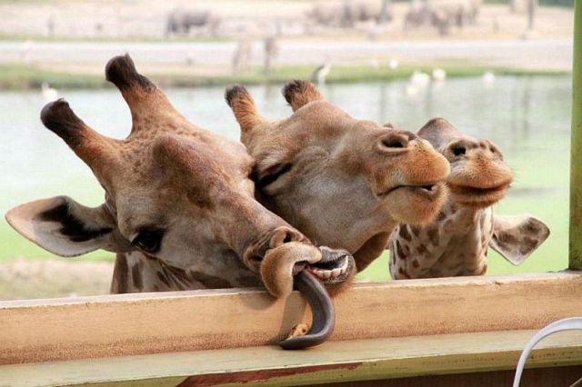 Animale comice | haioase | amuzante | funny