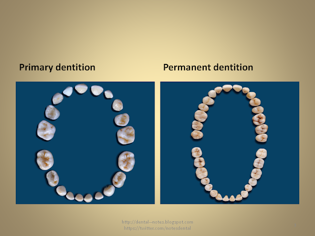 Dental Notes: Differences between Primary and Permanent teeth NOTES (New)