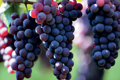 UVAS – A longevidade e a beleza