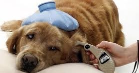 Caracteristicas de la Tos Perruna ~ Perros