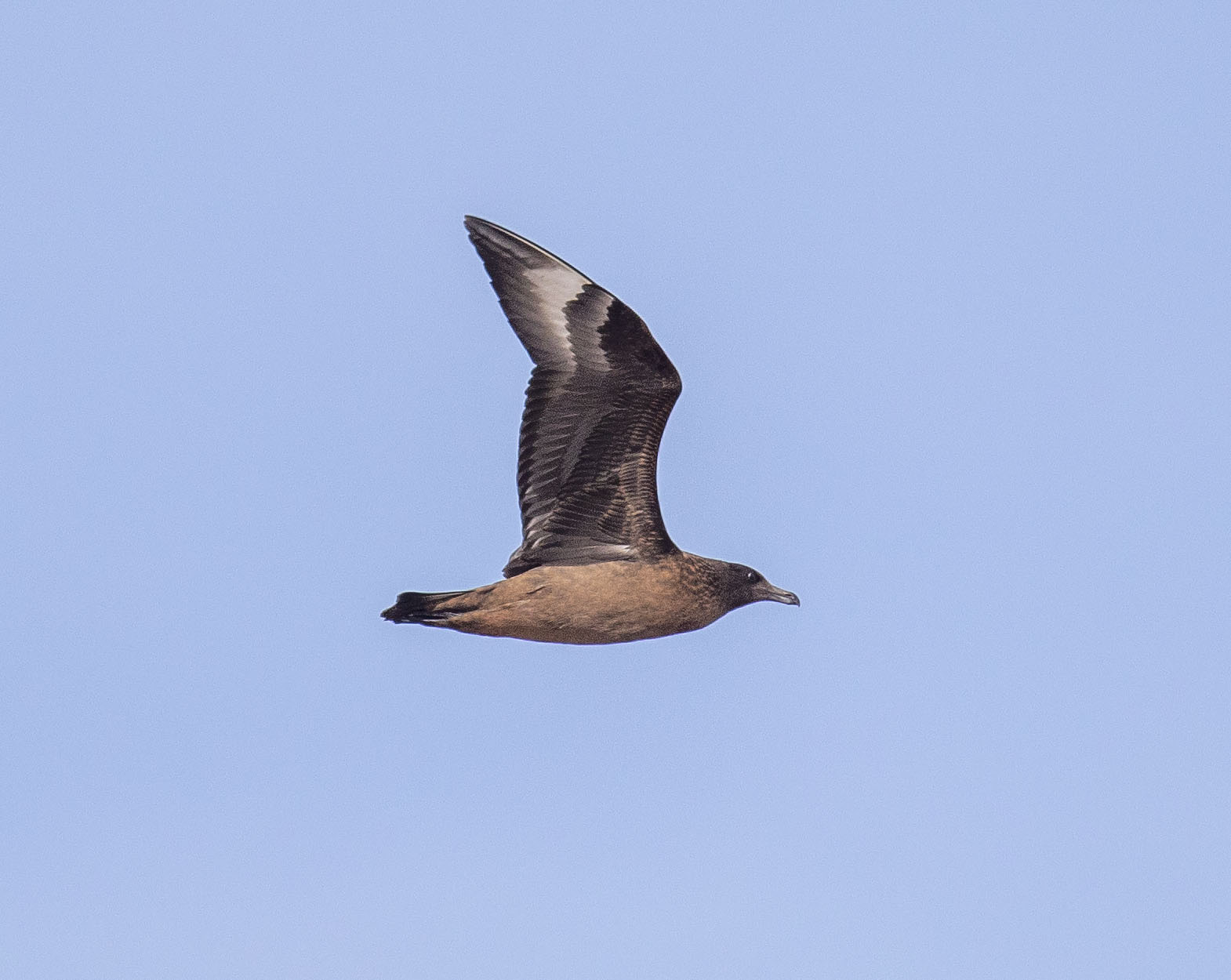 pewit: juvenile Bonxie / Great Skua