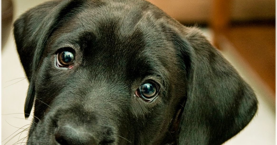 Labrador retriever | WIKI PERROS