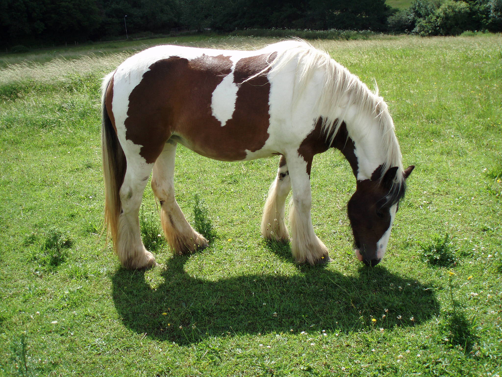 HD Animals Wallpapers: Beautiful Pinto Horse
