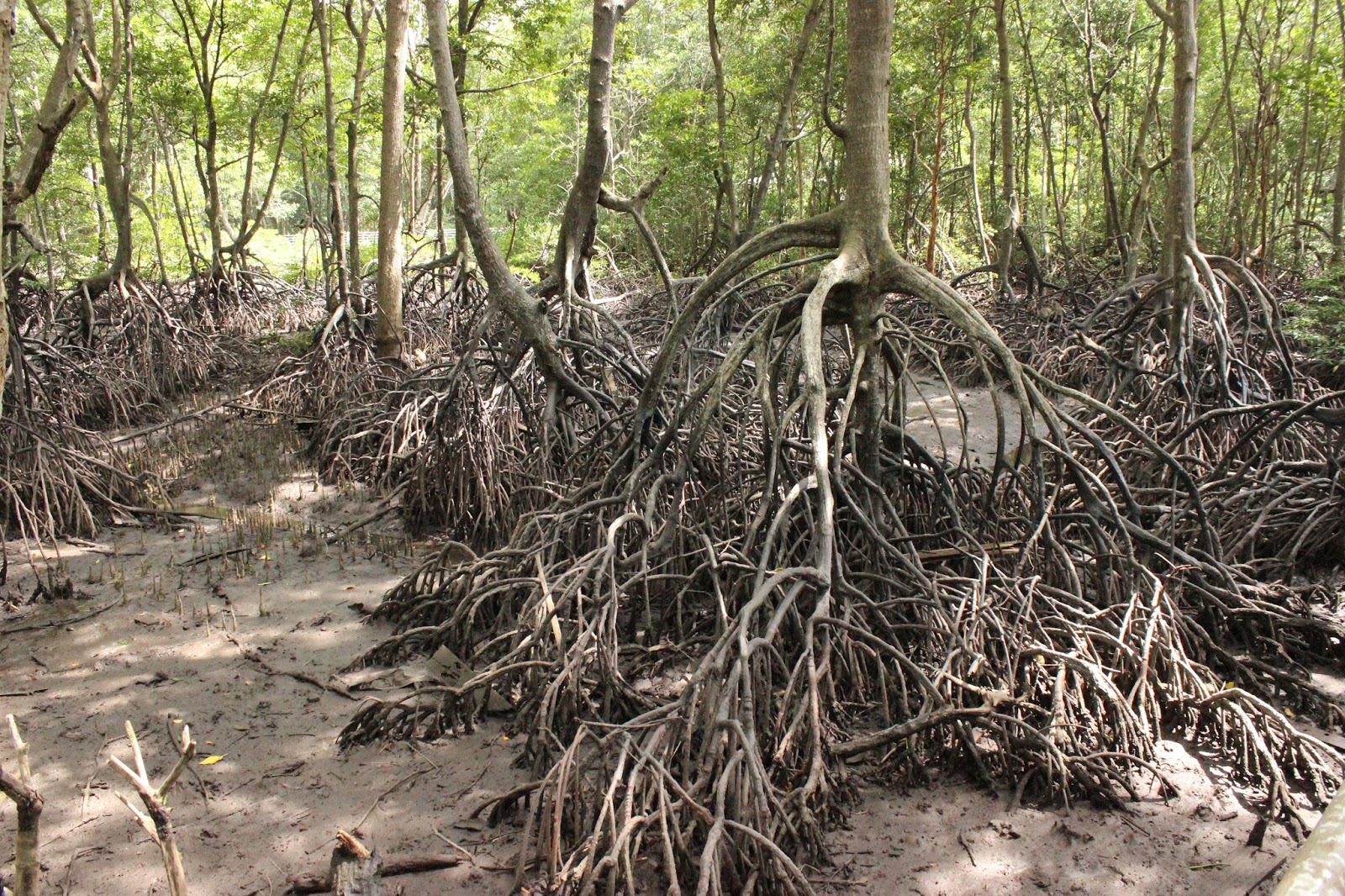 Atuk: TAMAN PAYA BAKAU SERI MANJUNG