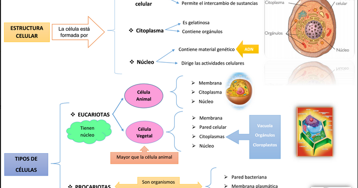 Los Buscaduendes: La célula