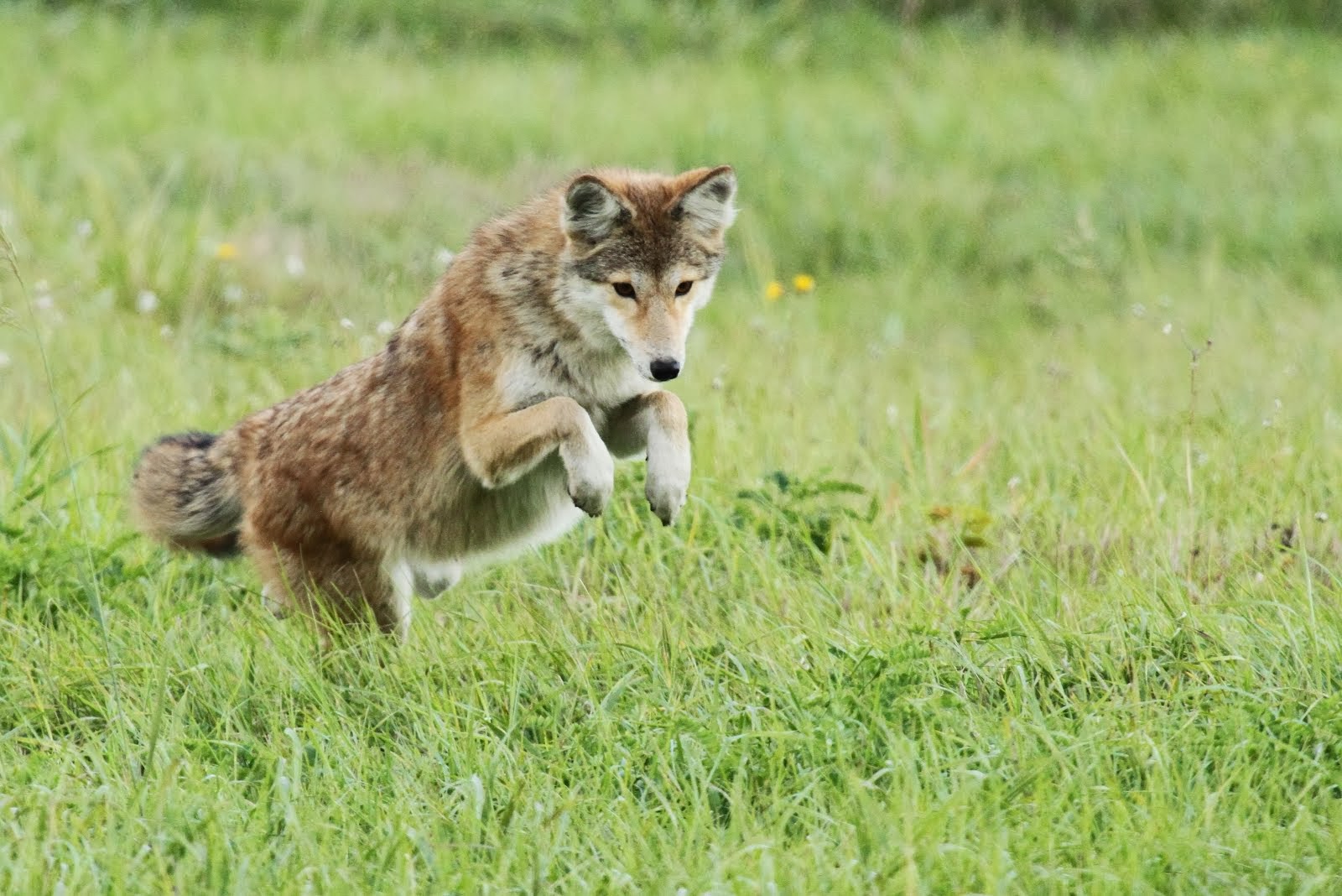 The Lake View On Nature: Big Year Update- April So Far