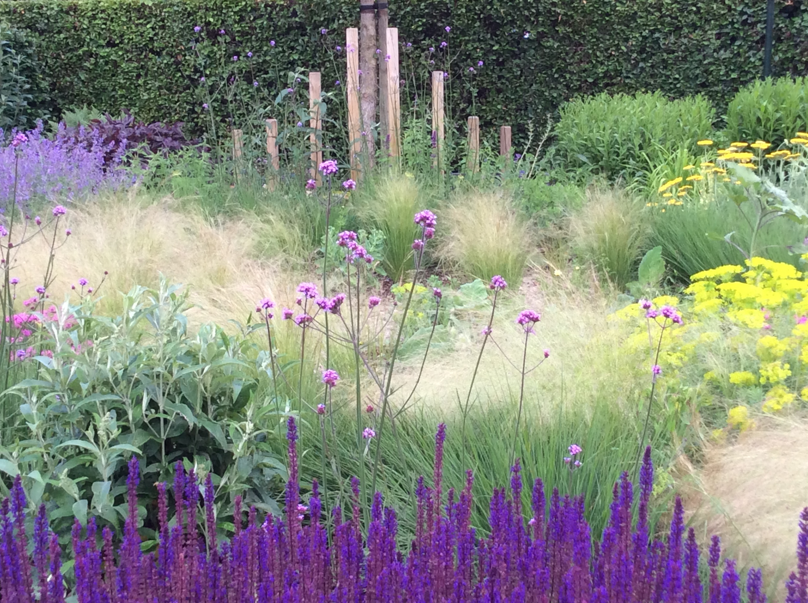 Mijn haat-liefde verhouding met Stipa tenuissima 'Ponytails'