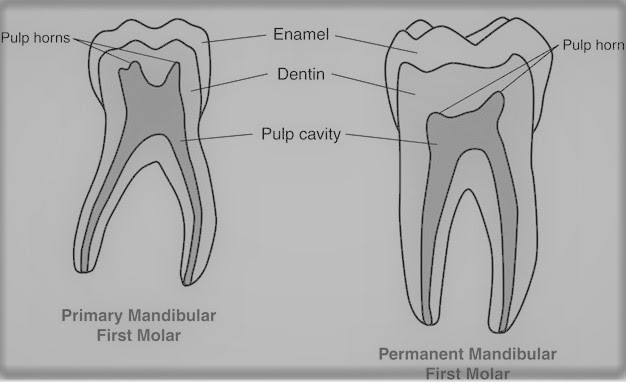 Morphology and Development of Primary and Permanent Teeth l Pediatric ...
