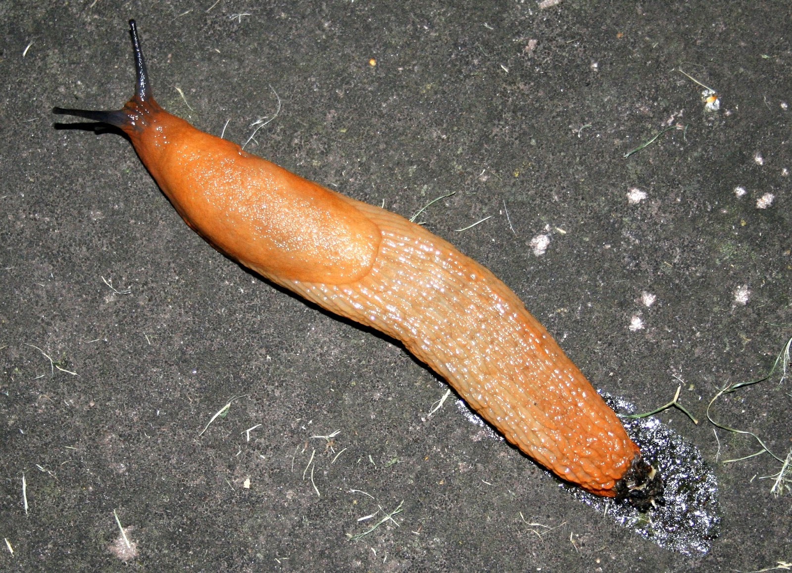 Filnore Woods Blog: The Large Black Slug