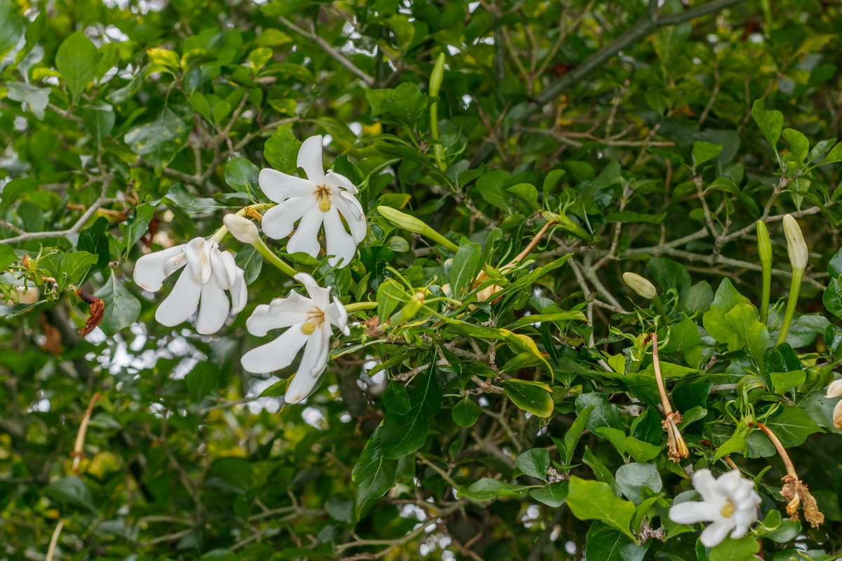 Gardenia cornuta - Tonga gardenia care and culture | Travaldo's blog