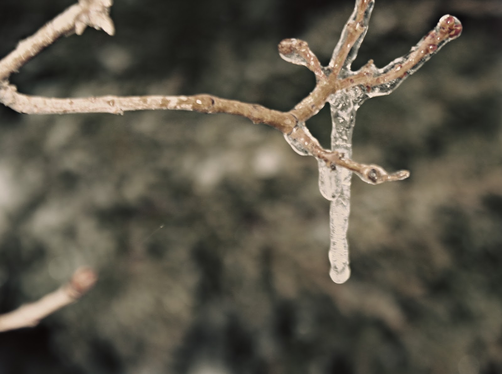 Sierra Elisabeth Photography