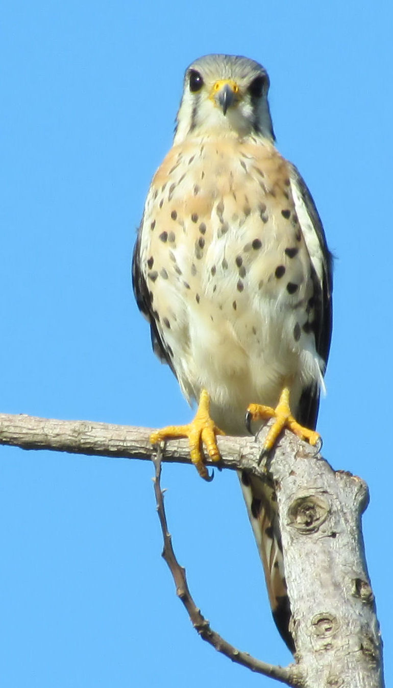 Foto Blog Puerto Rico: Foto de Falcon