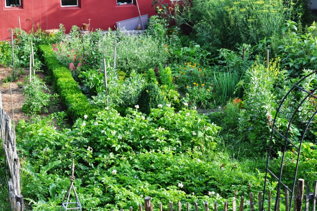 Saubohnen (Broad beans, Ackerbohnen, Fava-Bohnen), die 3. - Kubiena ...