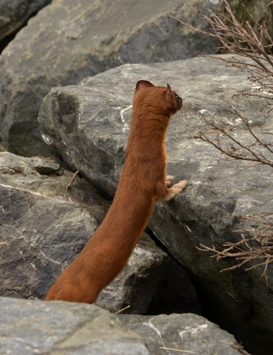 Woods Walks and Wildlife: Long-tailed Weasel