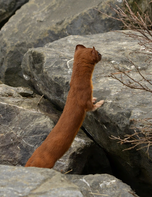 Woods Walks and Wildlife: Long-tailed Weasel